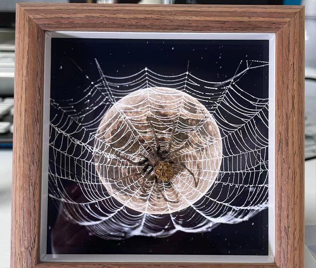 Spider Specimens Araneus Ventricosus Specimens Desktop - Etsy