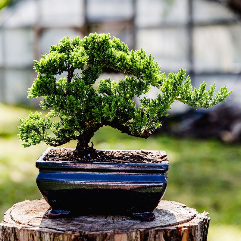 Juniper Live Bonsai - Etsy
