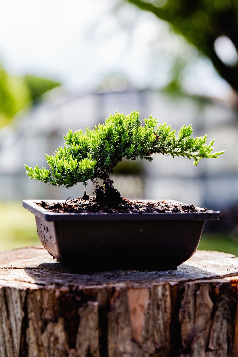 4yr Old Juniper Bonsai Live Tree T For Garden Lover T Etsy