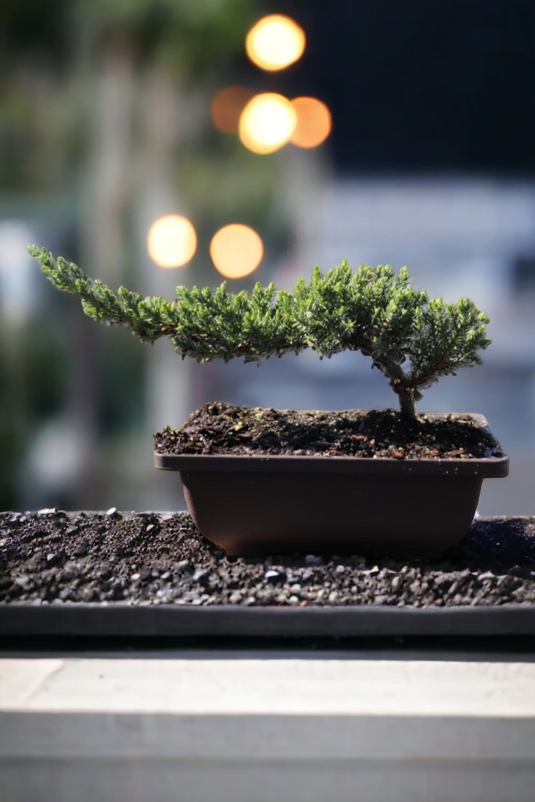 4yr Old Juniper Bonsai Live Tree Gift for Garden Lover Gift for ...