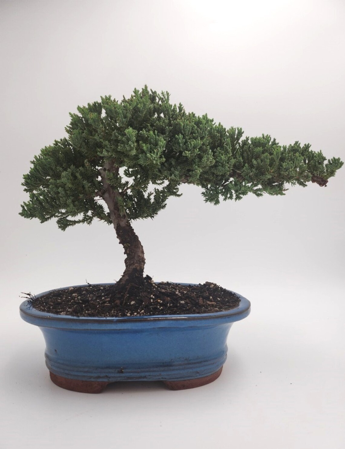 Japandi Live Bonsai Garden Kit in Black Oval Ceramic Pot - Etsy