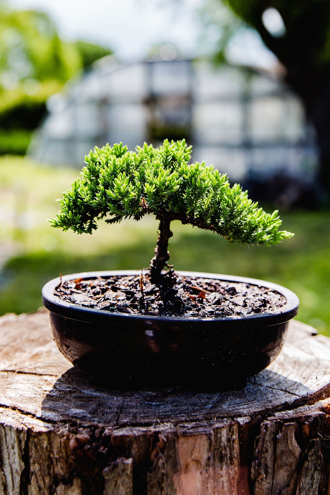 6yrs Japanese Juniper Bonsai Tree Live Bonsai Tree Gardening Gift Home ...