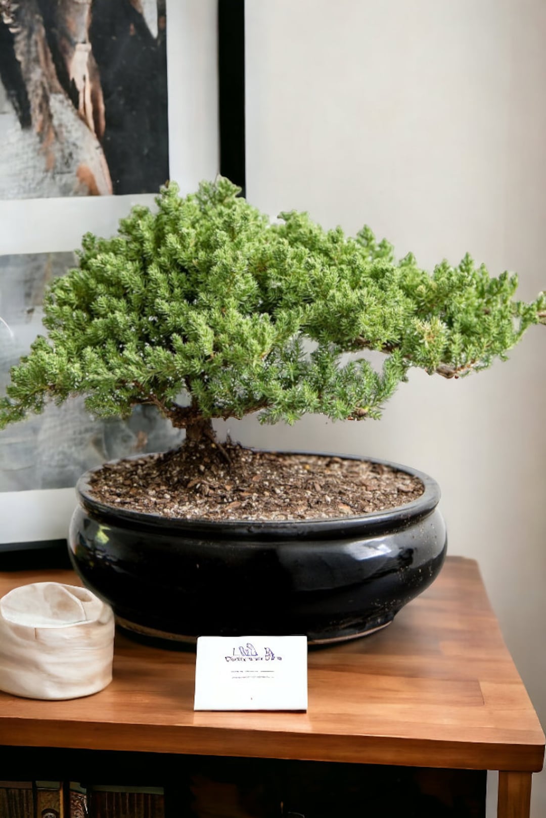 18yr Bonsai Tree Gift in BLK Ceramic Pot Holiday Gift Year End Garden ...