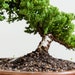18yr Old Bonsai Tree Holiday Gift Year End Gift Live Tree Gift for ...