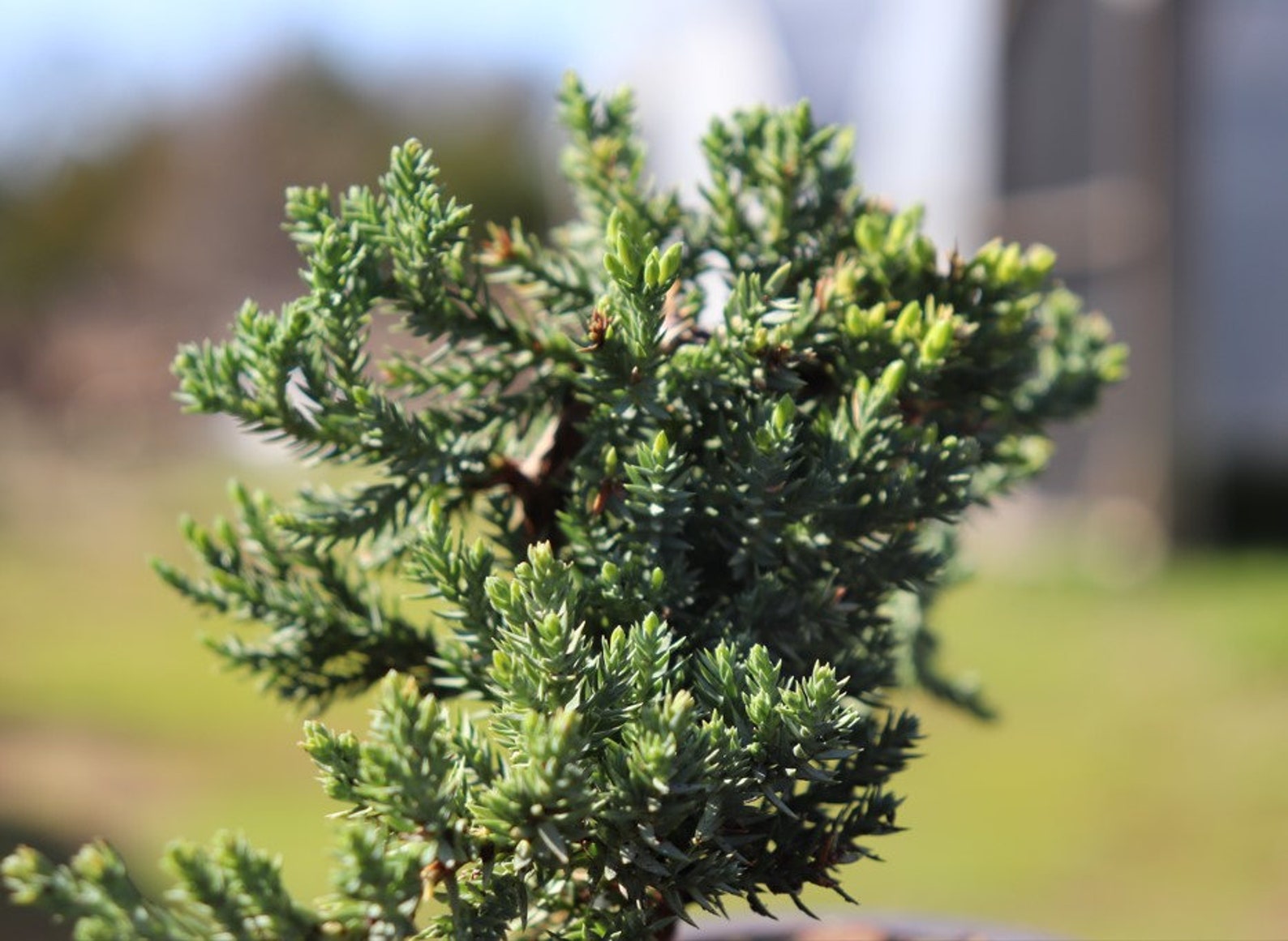 4yr Old Juniper Bonsai Live Tree Gift for Garden Lover Gift for ...