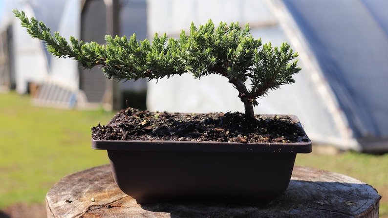 Small Japanese Bonsai Tree Japandi Decor Holiday Gift for Her - Etsy