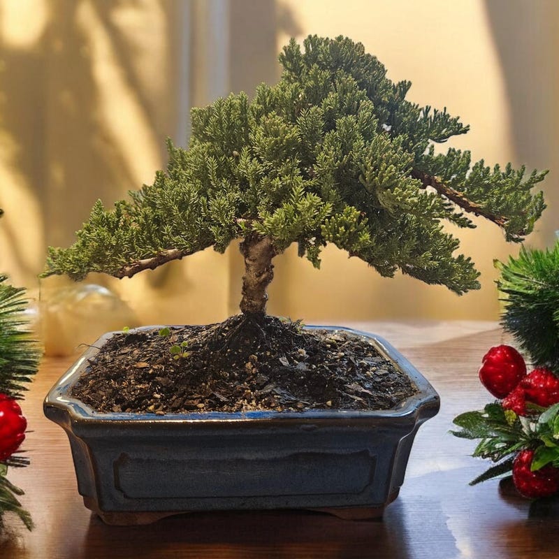 TheEvergreenBonsai - Etsy