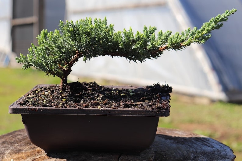 Small Japanese Bonsai Tree Japandi Decor Holiday Gift for Her - Etsy