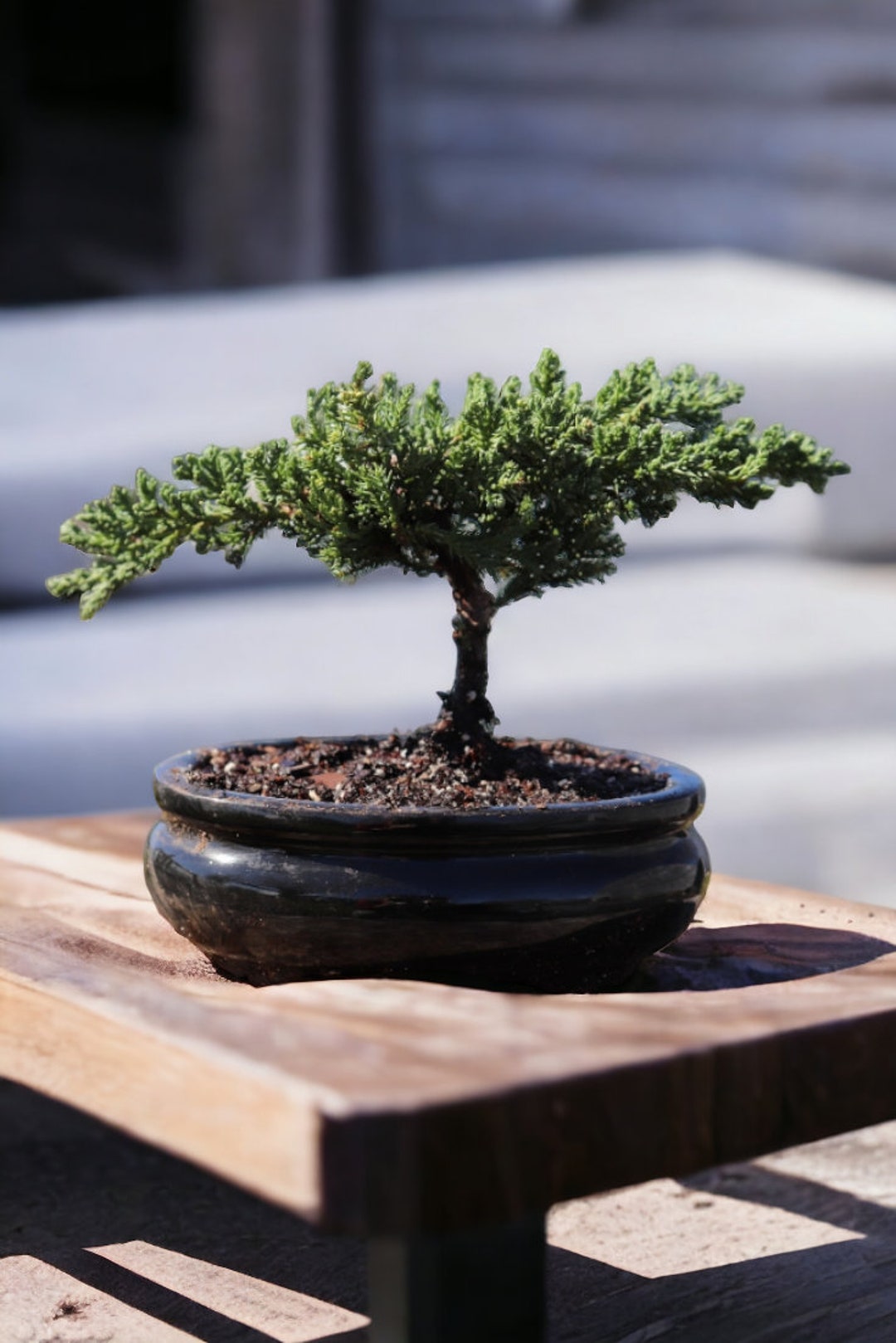 5yr Juniper Bonsai Tree Holiday Gift Live Bonsai Gift Handmade Tree ...