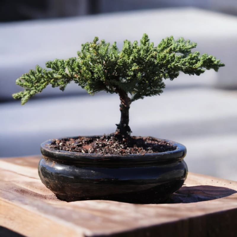 Juniper Home Decor - Etsy