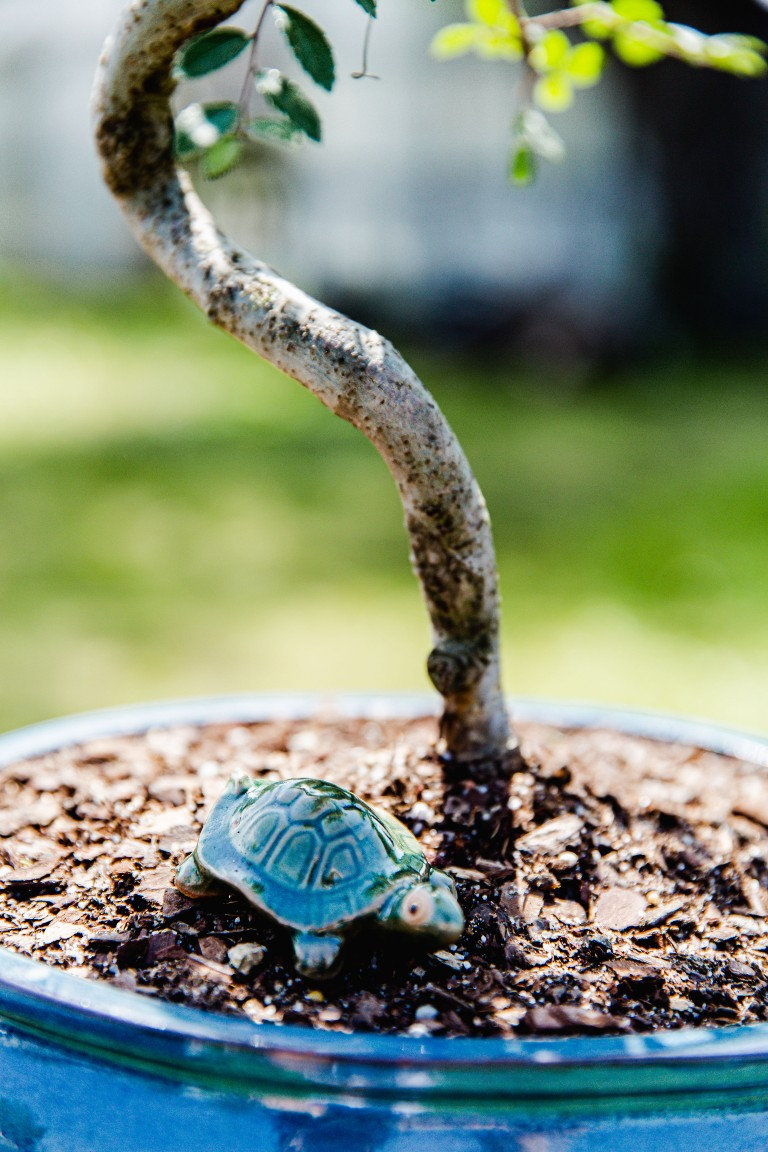 Green Turtle Figurine Ceramic Miniature Turtle Figure Pond - Etsy