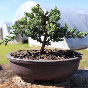 4yr Old Juniper Bonsai Live Tree Gift for Garden Lover Gift for ...