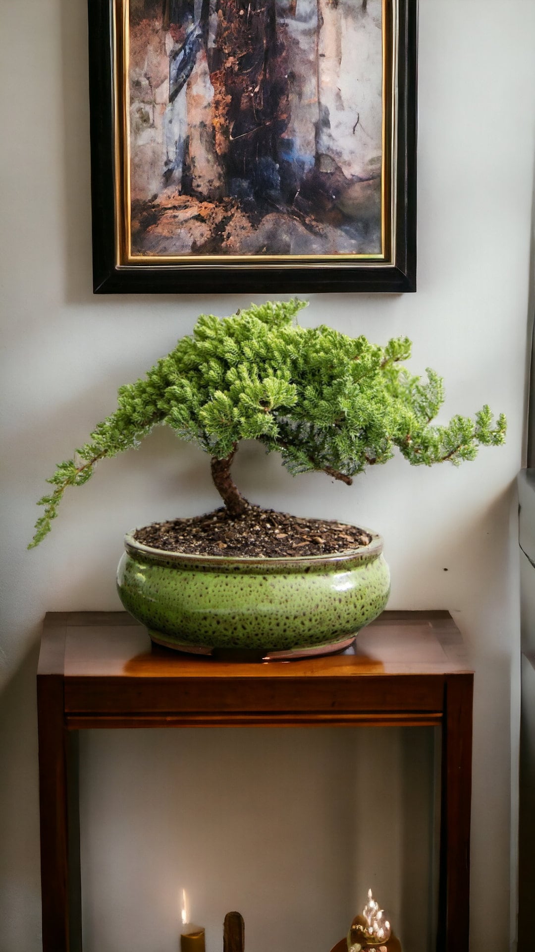 18yr Bonsai Tree in Green Pot Holiday Gift Year End Gift for Garden ...