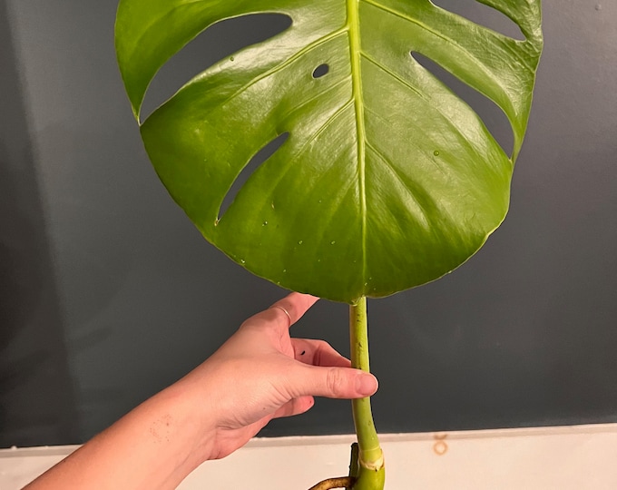 Monstera Deliciosa Cutting - Etsy