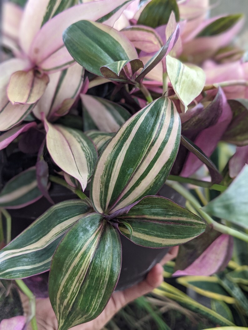 Tradescantia Mundula Variegatatricolor-rainbow - Etsy