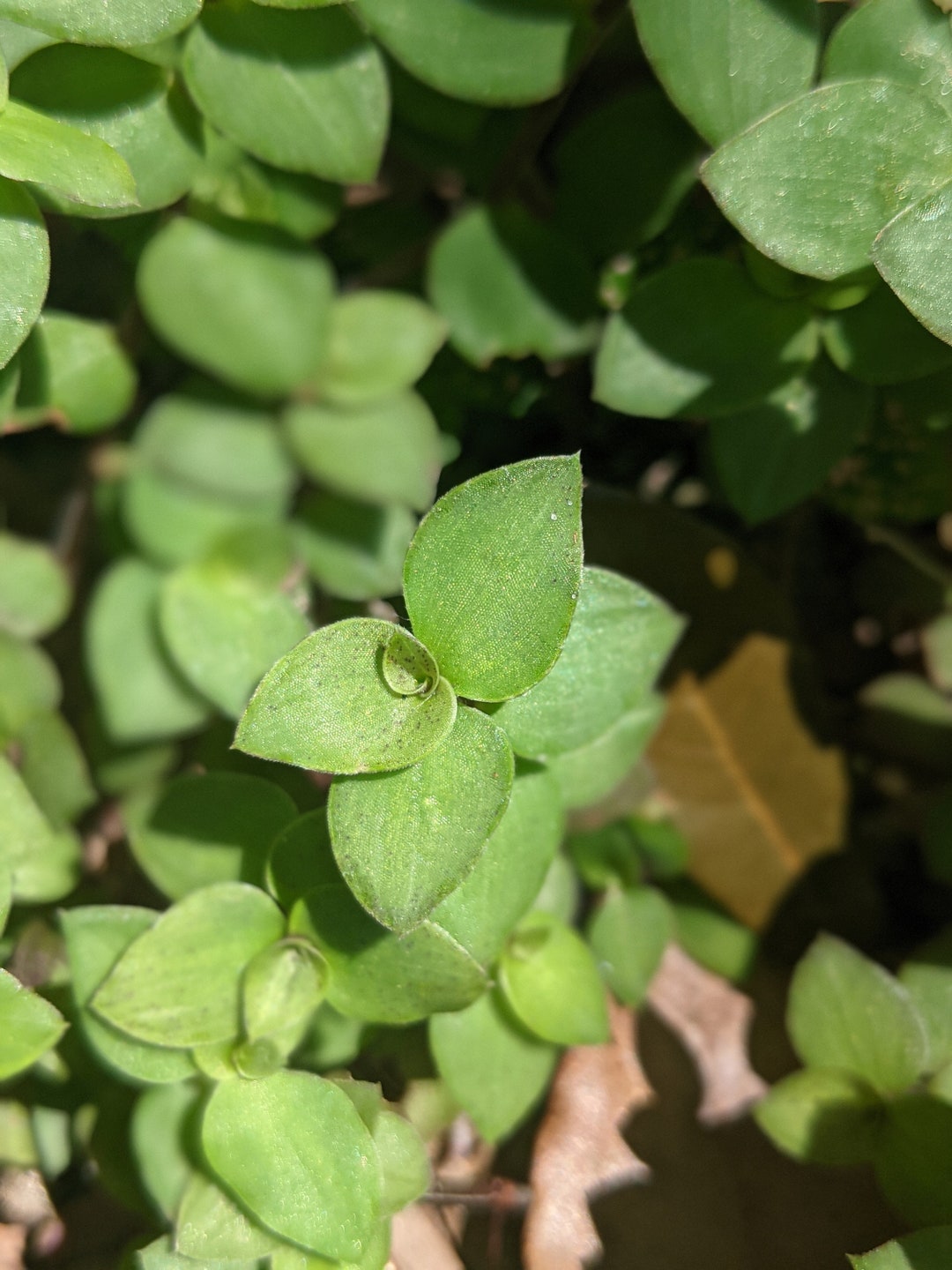 Turtle Vine- Callisia Repens - Etsy