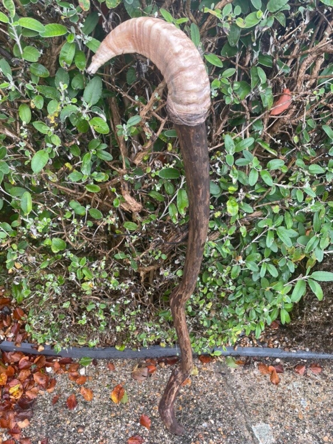 Sheep Shepard Staff. Wizard Witch Druid Spiritual Wood Mage Cosplay ...
