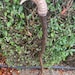Sheep Shepard Staff. Wizard Witch Druid Spiritual Wood Mage Cosplay ...
