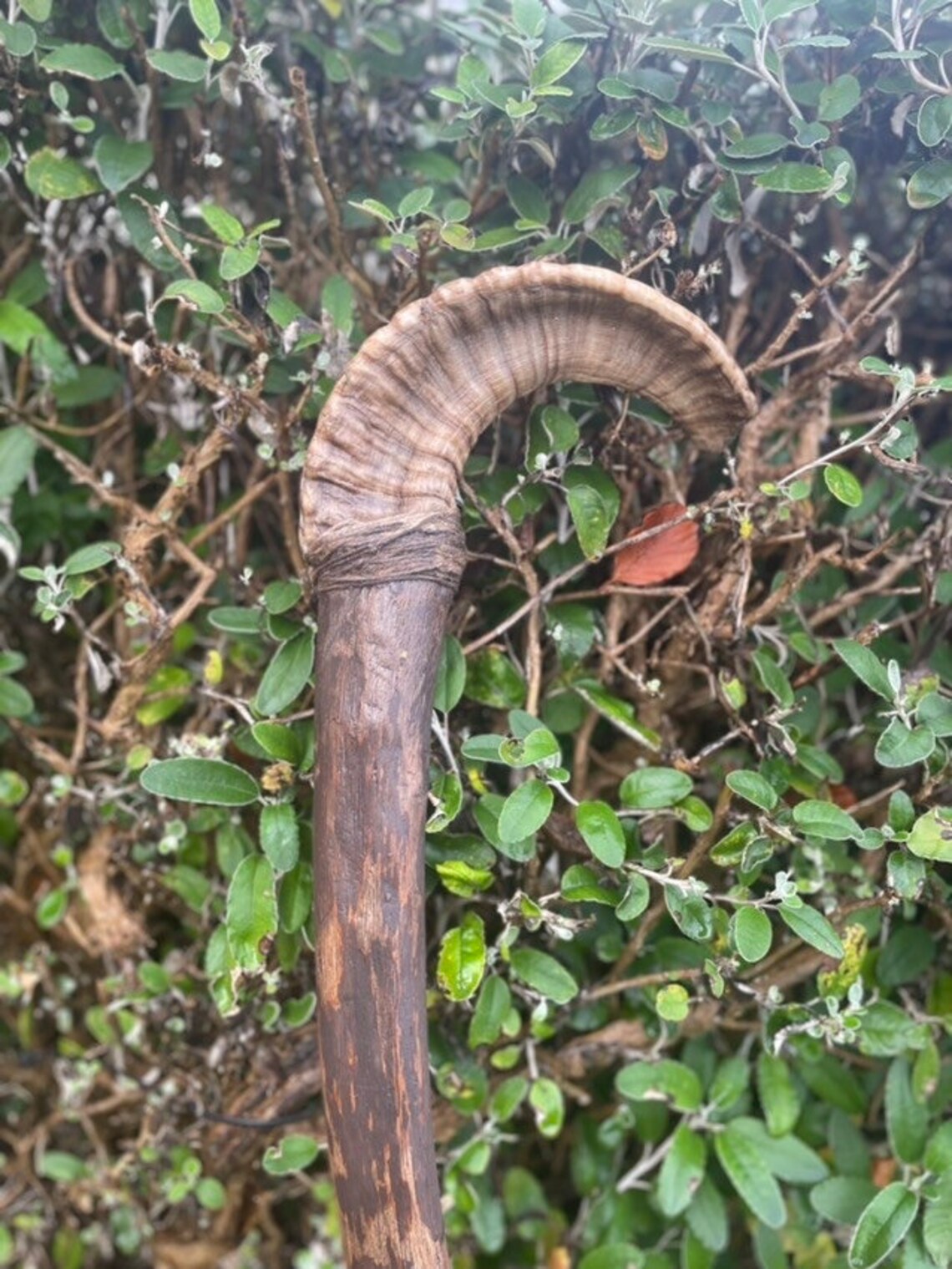 Sheep Shepard Staff. Wizard Witch Druid Spiritual Wood Mage Cosplay ...