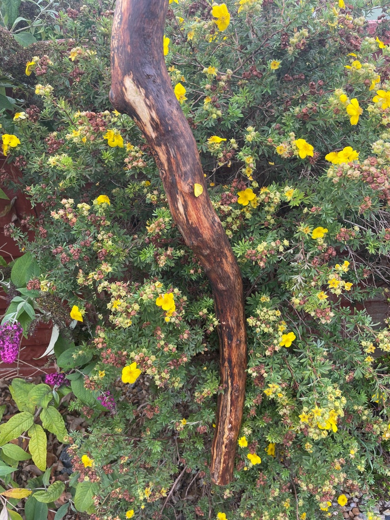 Deer Antler Witch Doctor Staff - Etsy