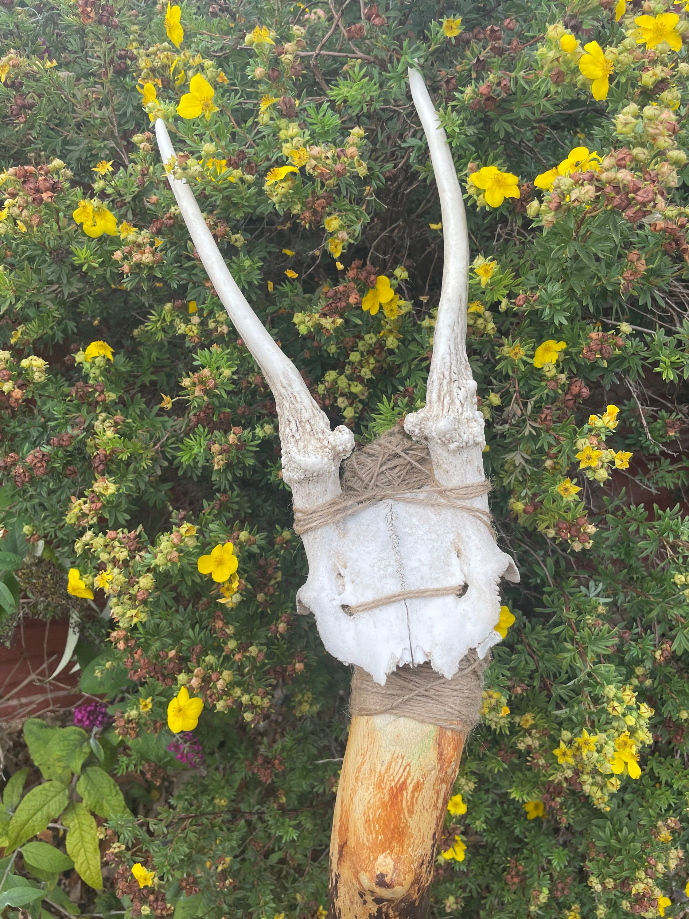 Deer Antler Witch Doctor Staff - Etsy