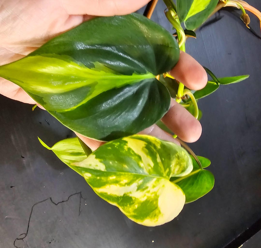 Variegated Philodendron Cuttings: Golden & Brazil, Easy Grow (6 Pack ...
