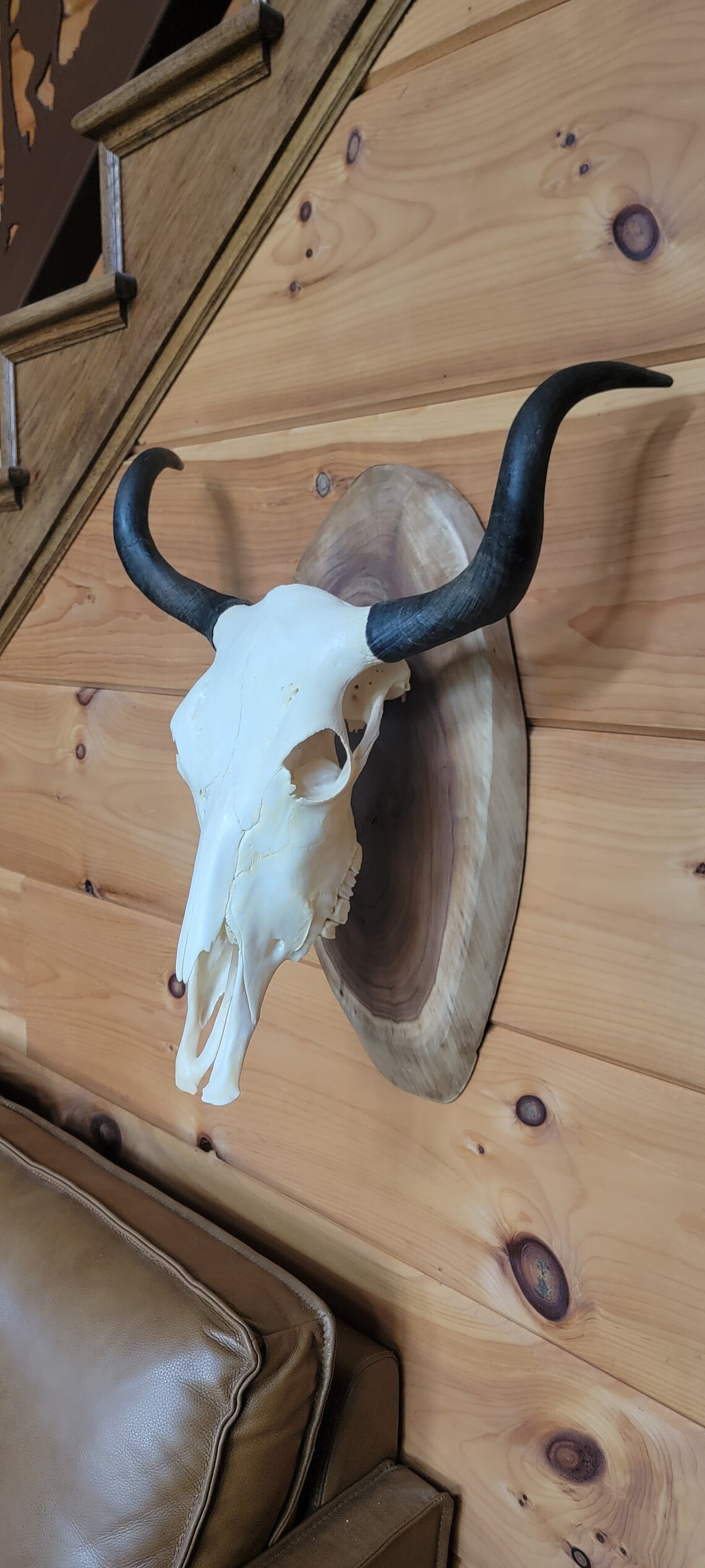 Yak Skull, Large Yak Skull on Walnut Slab, Buffalo Skull - Etsy