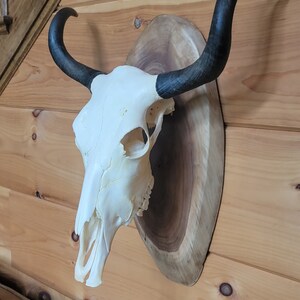Yak Skull, Large Yak Skull on Walnut Slab, Buffalo Skull - Etsy
