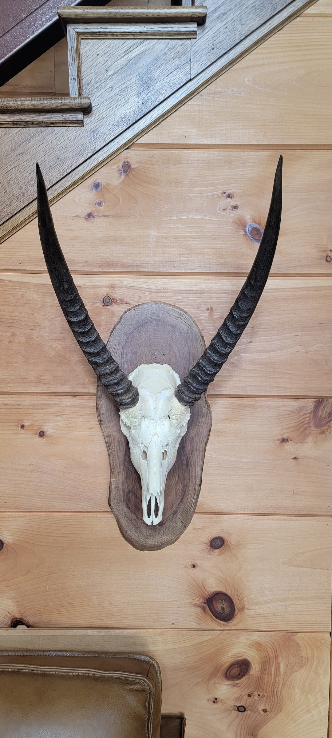 Water Buck Skull, Exotic Skull, Buffalo Skull - Etsy