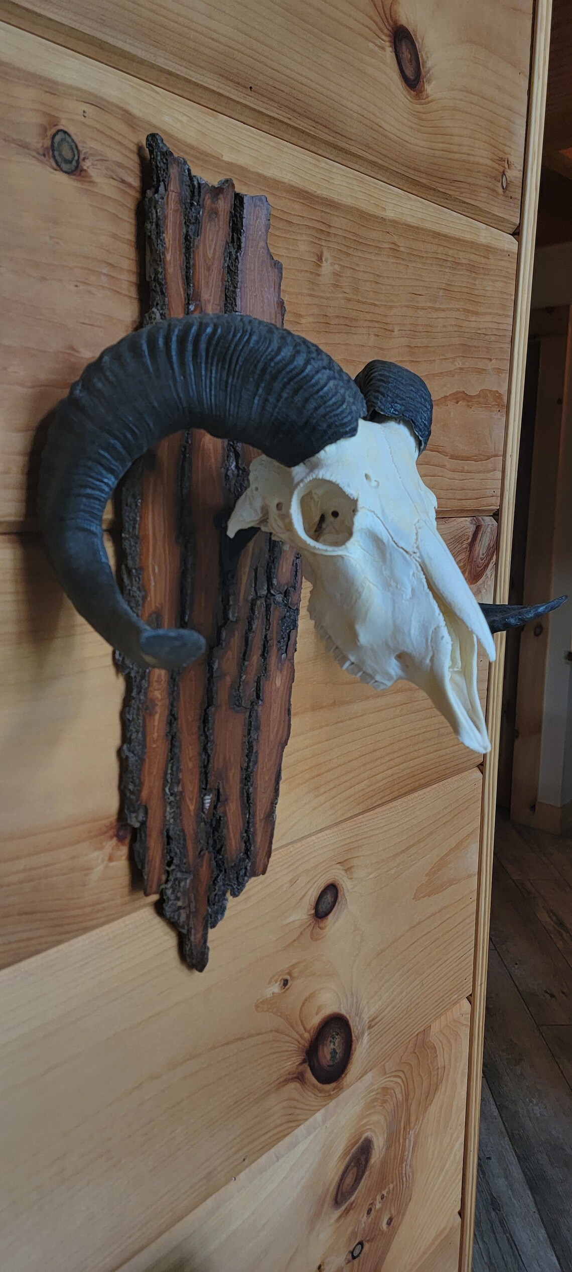 Ram Skull on Drift Wood, Ram Skull Art - Etsy