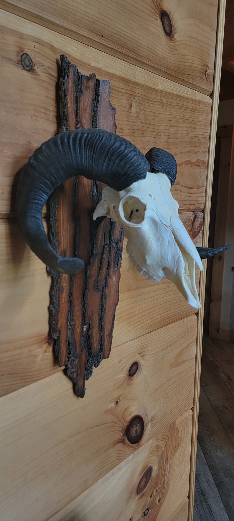 Ram Skull on Drift Wood, Ram Skull Art - Etsy