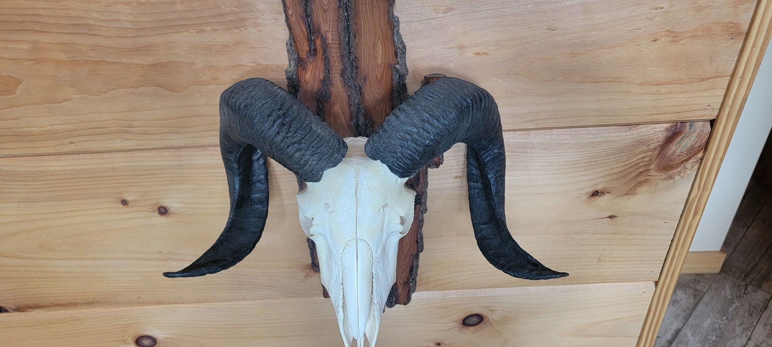 Ram Skull on Drift Wood, Ram Skull Art - Etsy