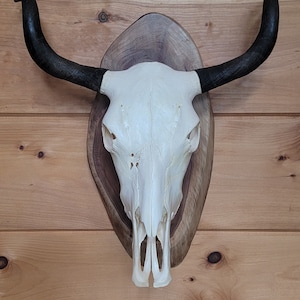 Yak Skull, Large Yak Skull on Walnut Slab, Buffalo Skull - Etsy
