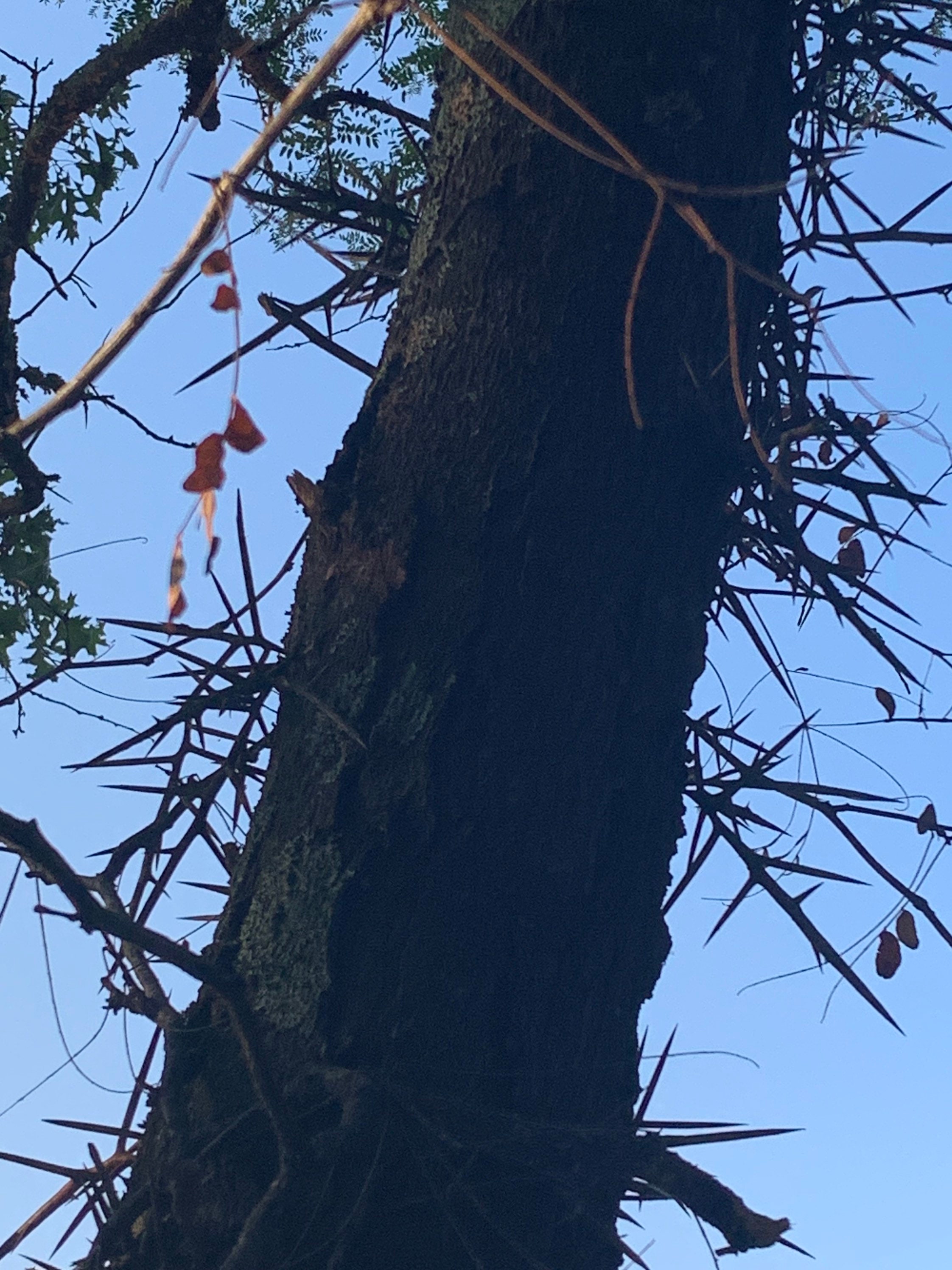 XL Honey Locust Tree Thorn/spikes 11-12 in Length. - Etsy