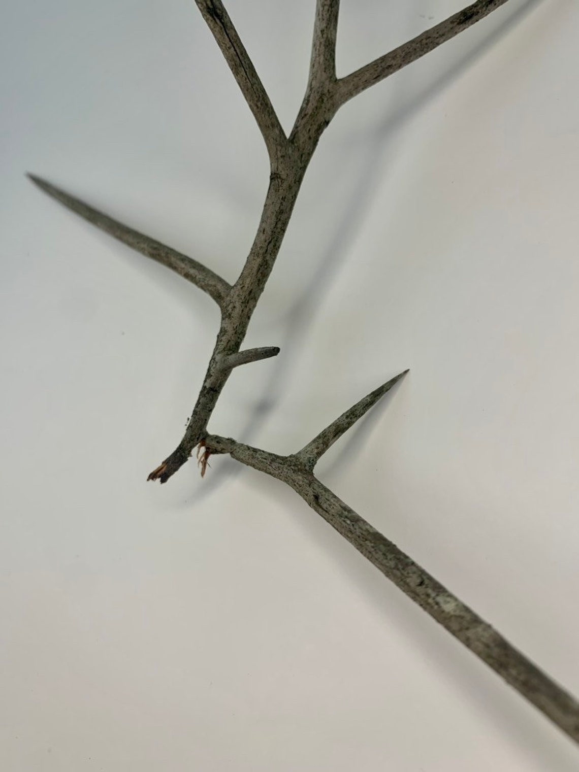 XL Honey Locust Tree Thorn/spikes 11-12 in Length. - Etsy