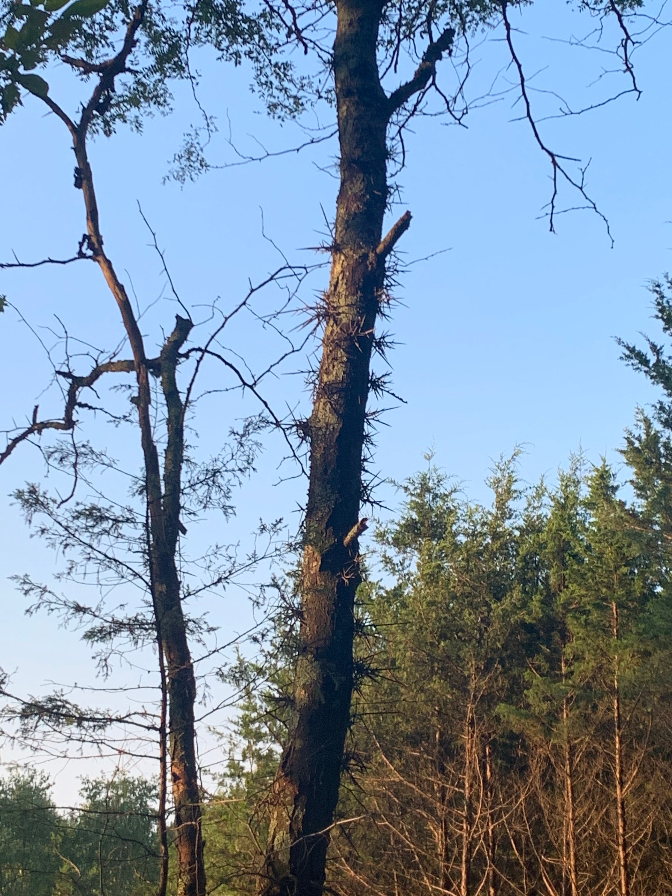 XL Honey Locust Tree Thorn/spikes 11-12 in Length. - Etsy