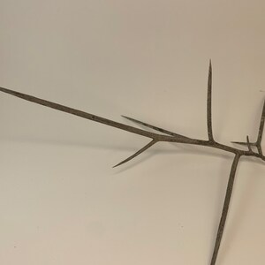 XL Honey Locust Tree Thorn/spikes 11-12 in Length. - Etsy