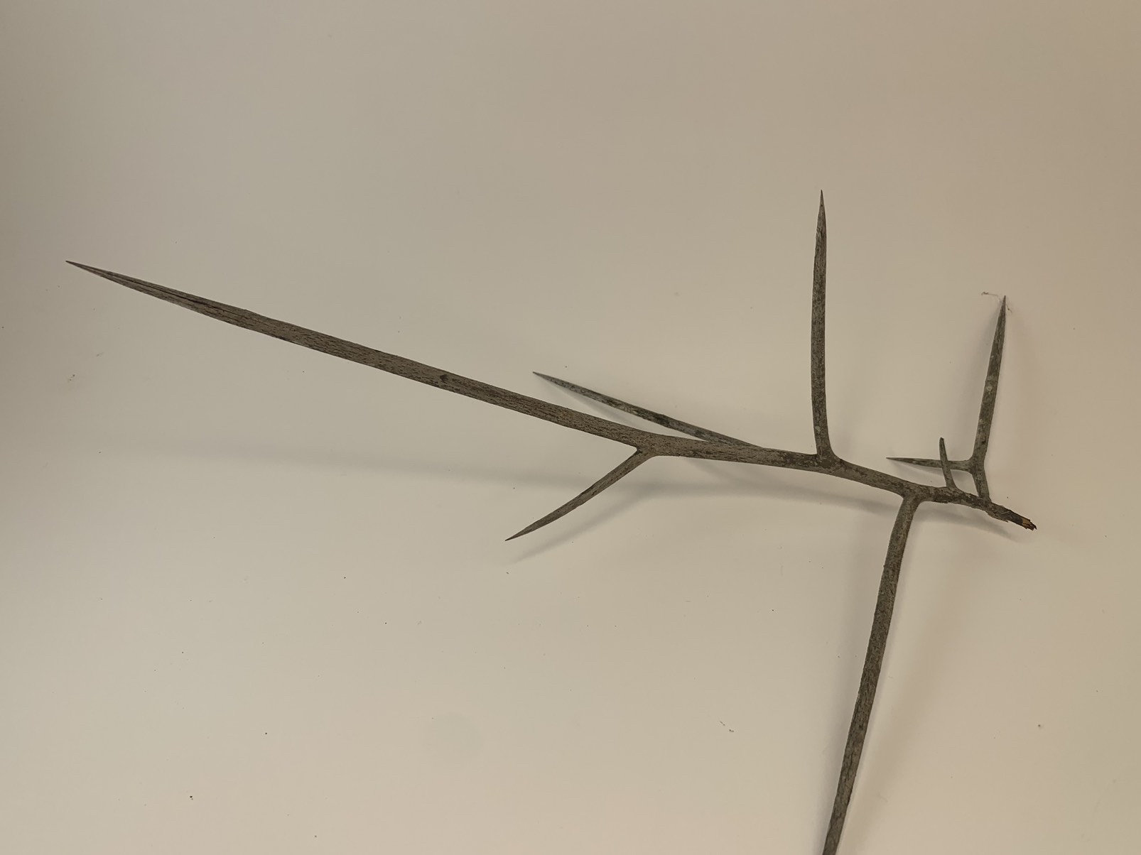 XL Honey Locust Tree Thorn/spikes 11-12 in Length. - Etsy