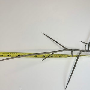 XL Honey Locust Tree Thorn/spikes 11-12 in Length. - Etsy