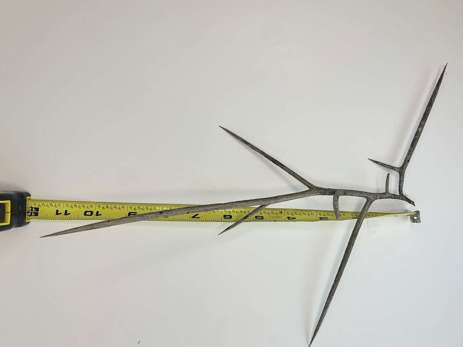 XL Honey Locust Tree Thorn/spikes 11-12 in Length. - Etsy