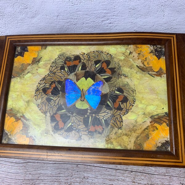 Butterfly Wing Tray - Etsy