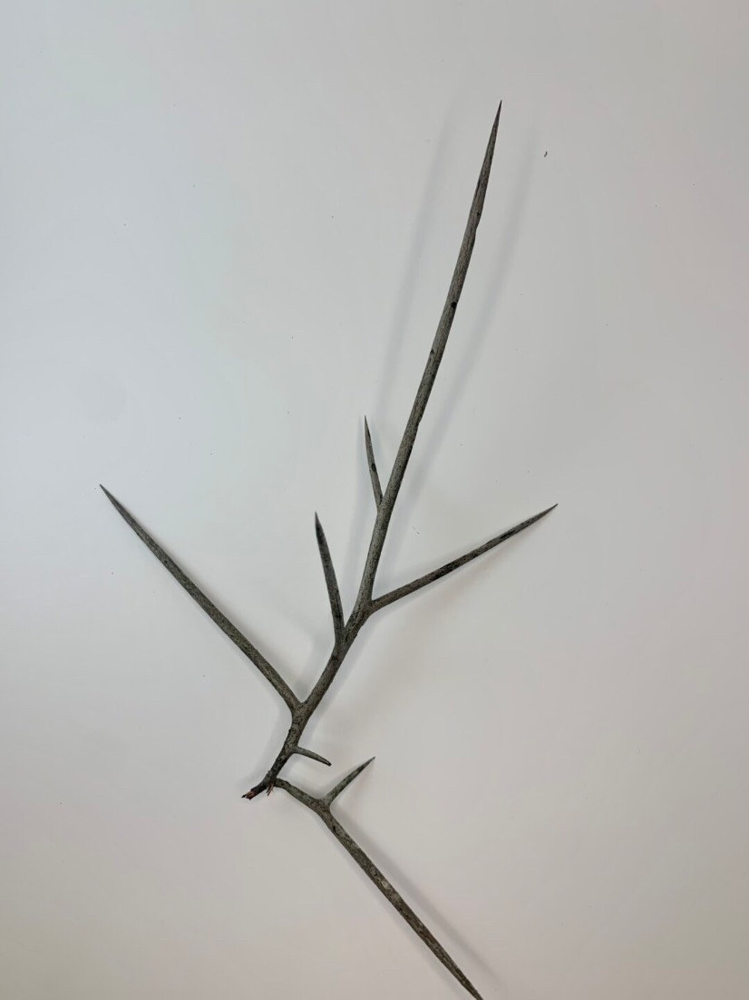 XL Honey Locust Tree Thorn/spikes 11-12 in Length. - Etsy