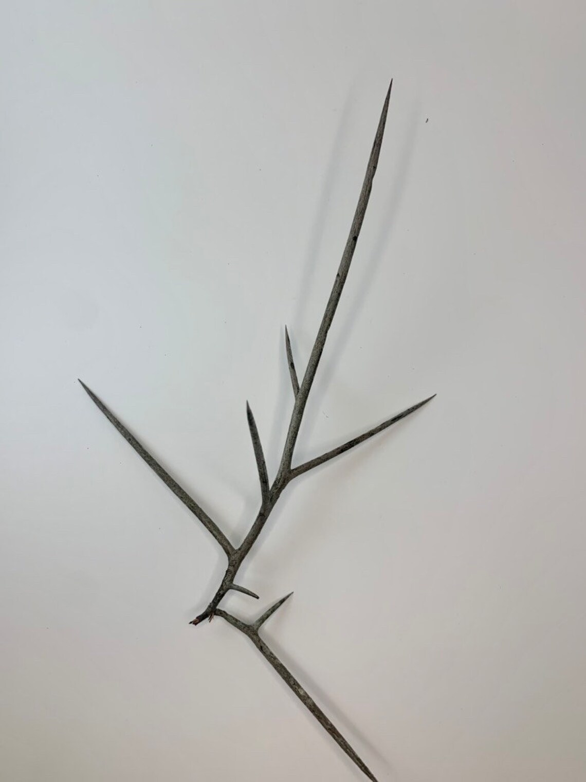 XL Honey Locust Tree Thorn/spikes 11-12 in Length. - Etsy