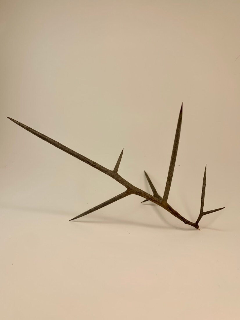 XL Honey Locust Tree Thorn/spikes 11-12 in Length. - Etsy