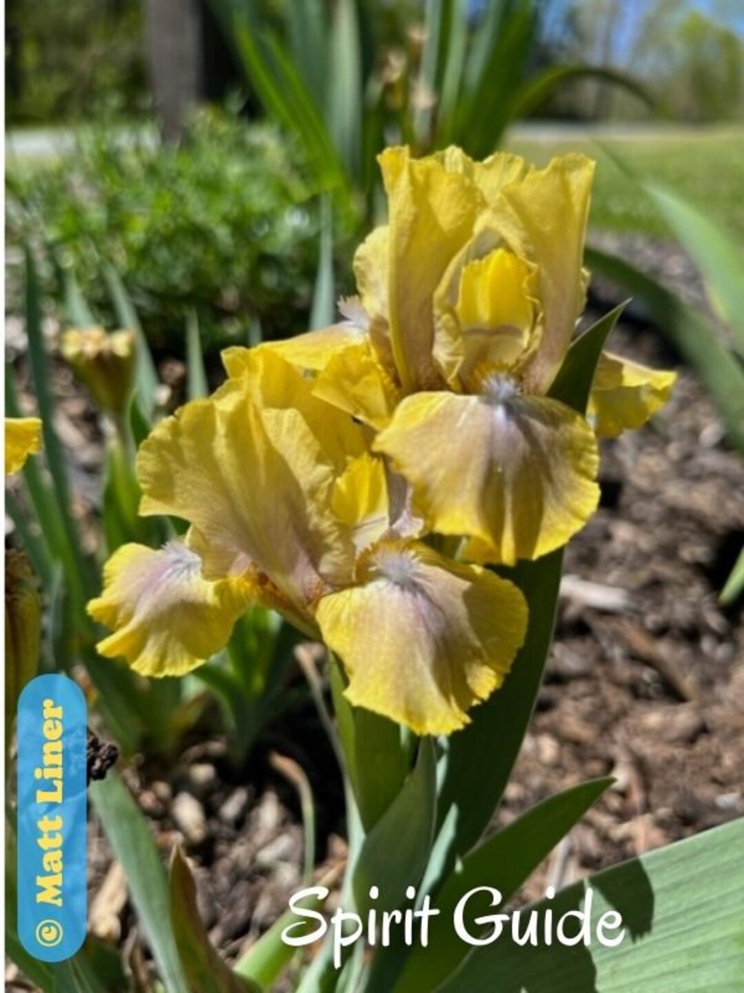 Spirit Guide - Standard Dwarf Bearded Iris - Etsy