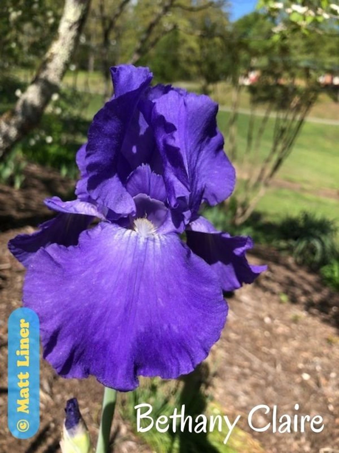 Bethany Claire Tall Bearded Iris, Historic Iris - Etsy