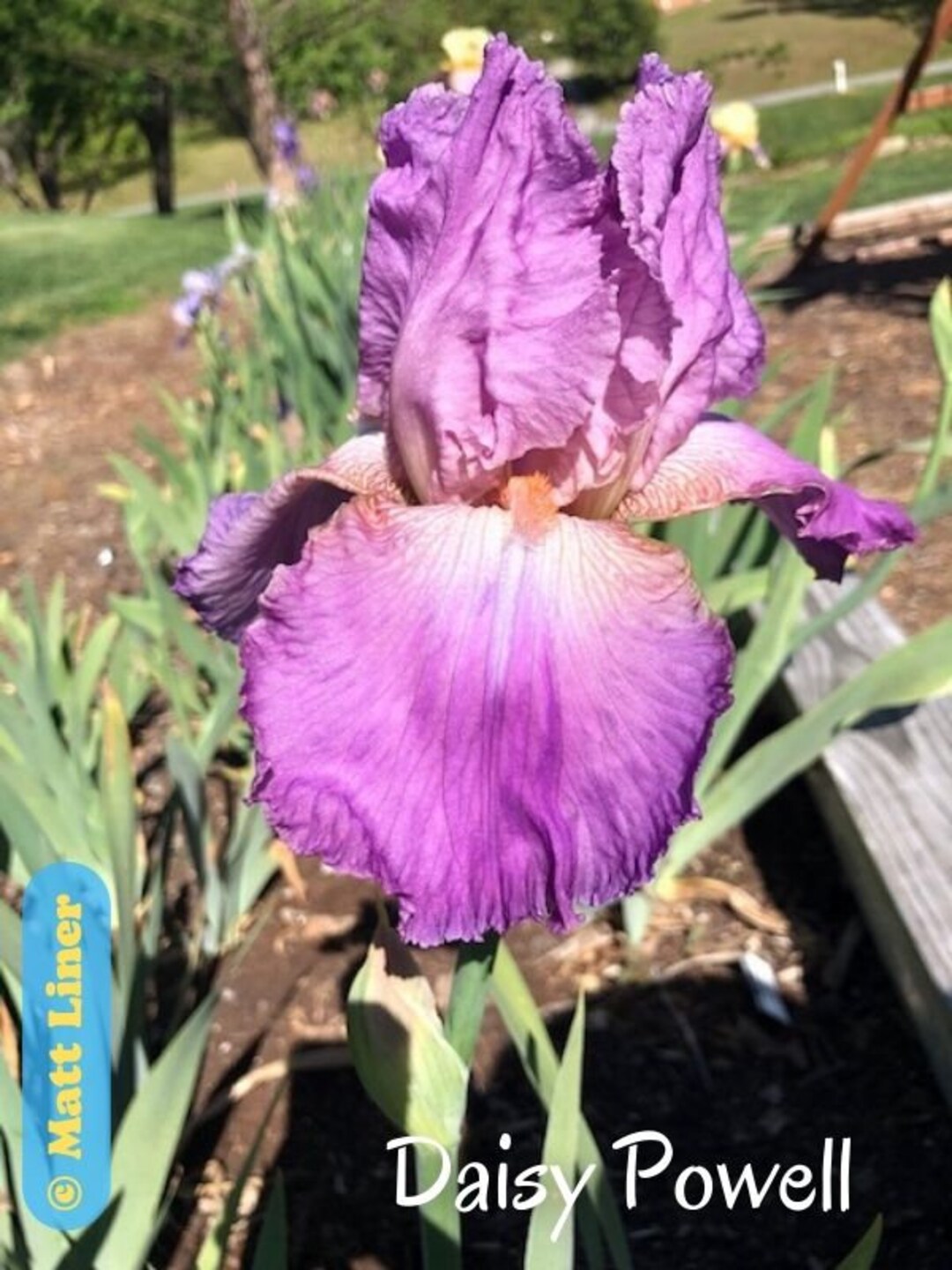 Daisy Powell - Tall Bearded Iris, Historic Iris - Etsy