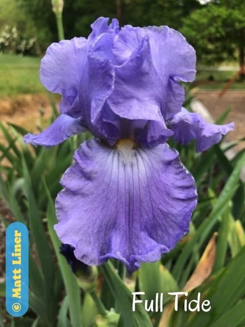 Full Tide Tall Bearded Iris, Historic Iris - Etsy