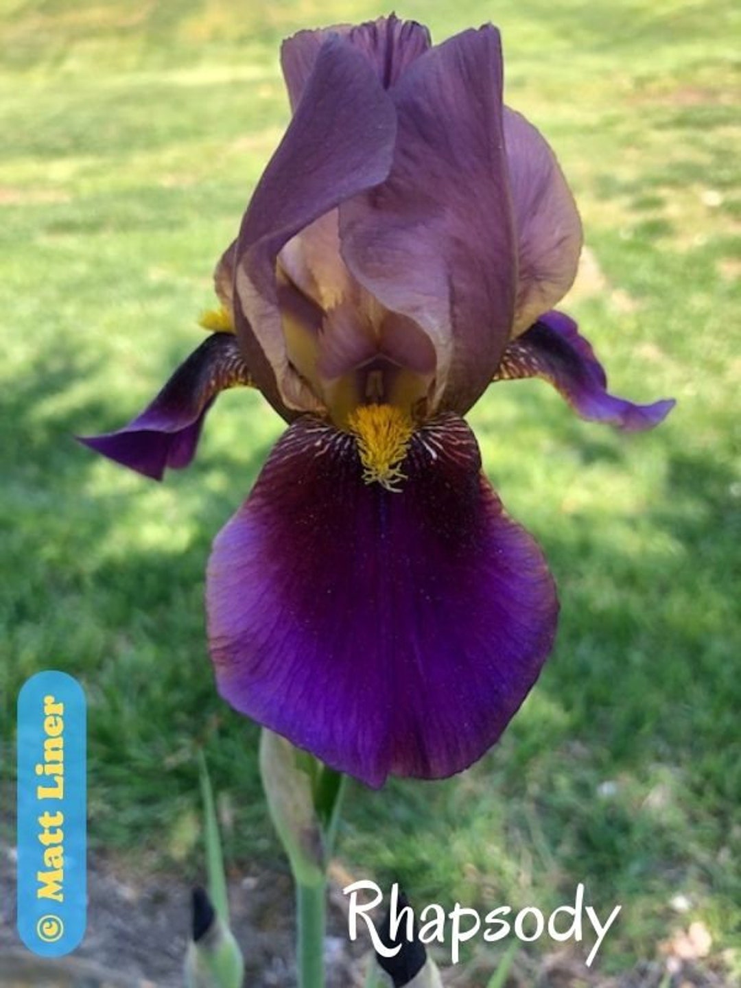 Rhapsody Tall Bearded Iris Historic Iris - Etsy