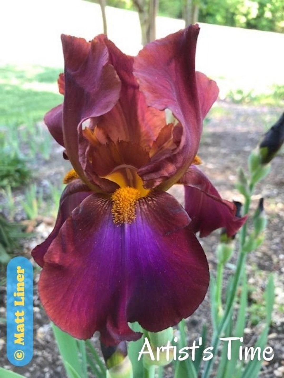 Artist's Time - Tall Bearded Iris, Historic Iris - Etsy